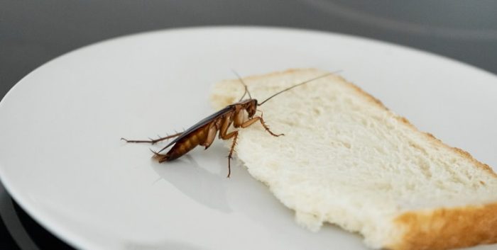 Diseases Caused By Cockroaches - Best Roach Killer