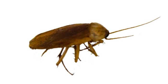 Evolution of Cockroach - Epic Evolutionary Journey