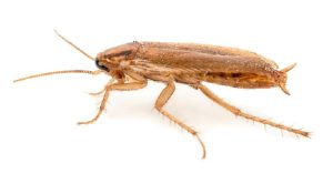 5 Smallest Cockroach With Image - Guide to Identification