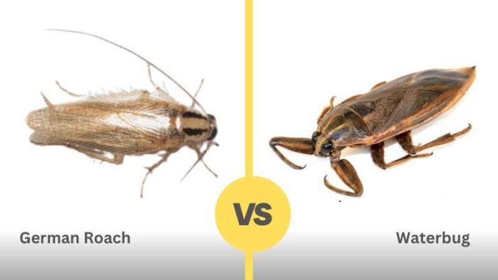 German Cockroach vs Waterbug With Image - Comparison TABLE
