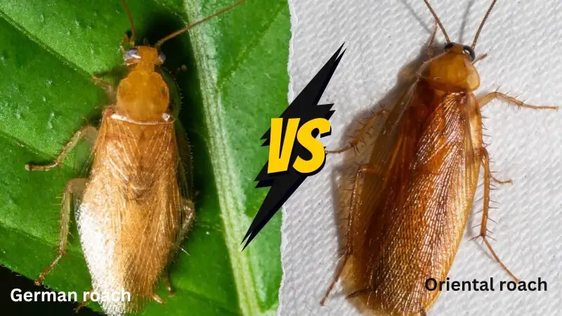 German Cockroach vs Wood Roach - Comparison TABLE