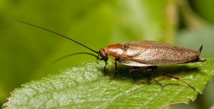 Habitat For Cockroach - Why Habitat Matters