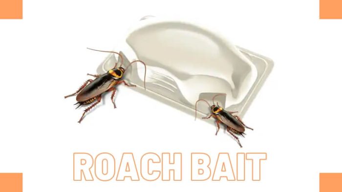 How Does Cockroach Bait Work - Expert Advice