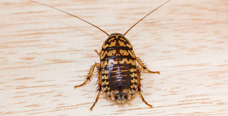 How Fast Can A Cockroach Run? - Best Roach Killer
