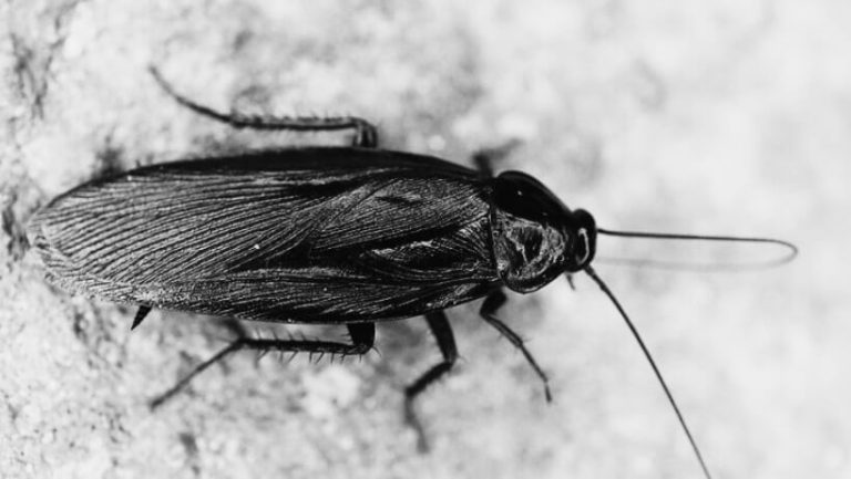 Japanese Cockroach (Periplaneta japonica) Facts - Best Roach Killer