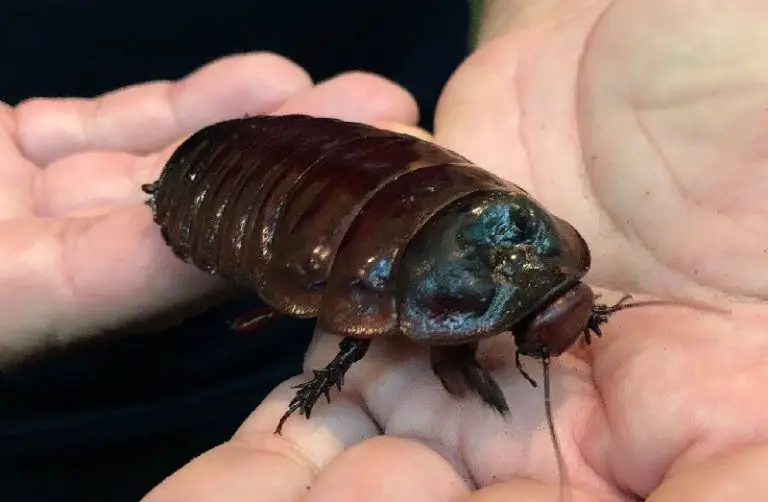 Largest Cockroach Species With Image - Best Roach Killer