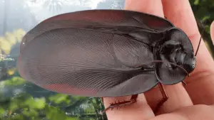 Megaloblatta Longipennis With Image - The majestic Giant