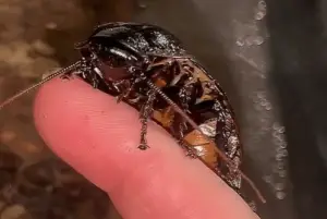 Megaloblatta Longipennis With Image - The majestic Giant