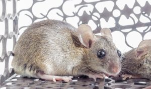 Diphacinone Rodenticide Review - Expert Analysis