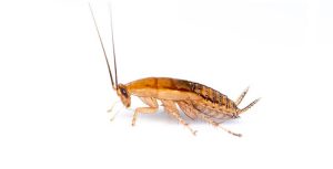 5 Smallest Cockroach With Image - Guide to Identification