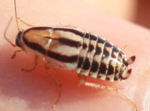 5 Smallest Cockroach With Image - Guide to Identification