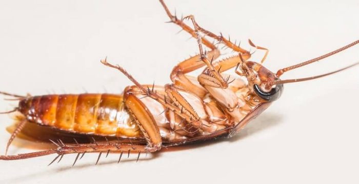 What Does A Roach Look Like? - Identification Guide