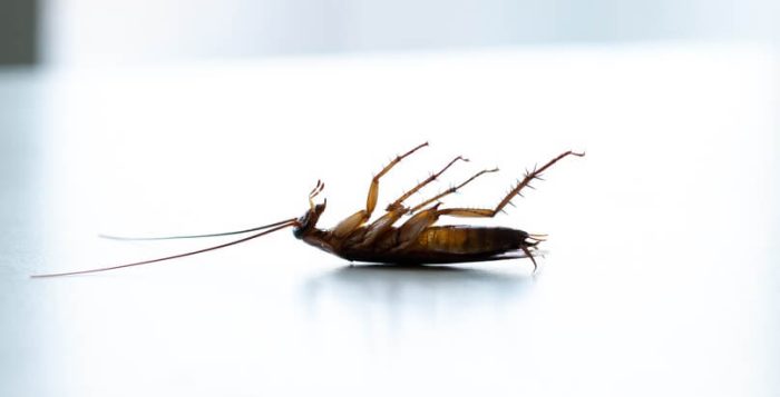 What Temperature Kills Cockroaches - [Myth & Facts]